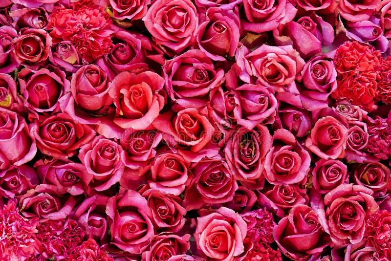 Fine rose stock photo. Image of petals, holiday, beautiful - 28354190