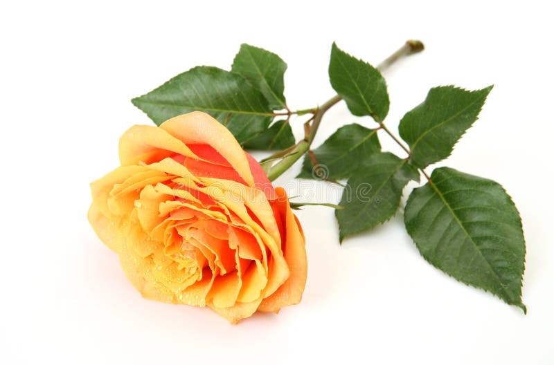 Fine rose stock photo. Image of romanticism, background - 38366958