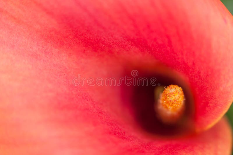 Fine Rossa Del Fiore Della Calla Su Fotografia Stock - Immagine di ...