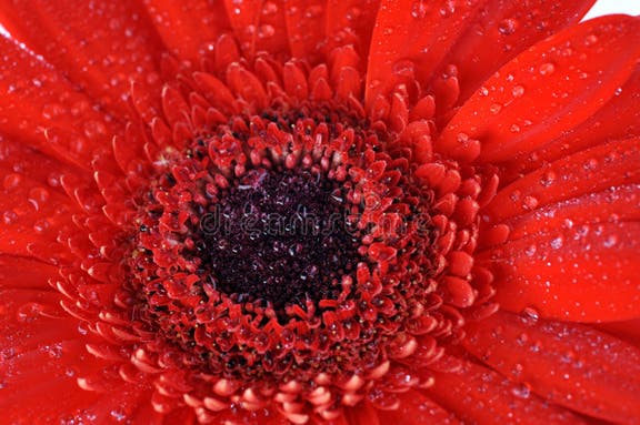 Fine Rossa Del Gerbera in Su Immagine Stock - Immagine di pulito ...