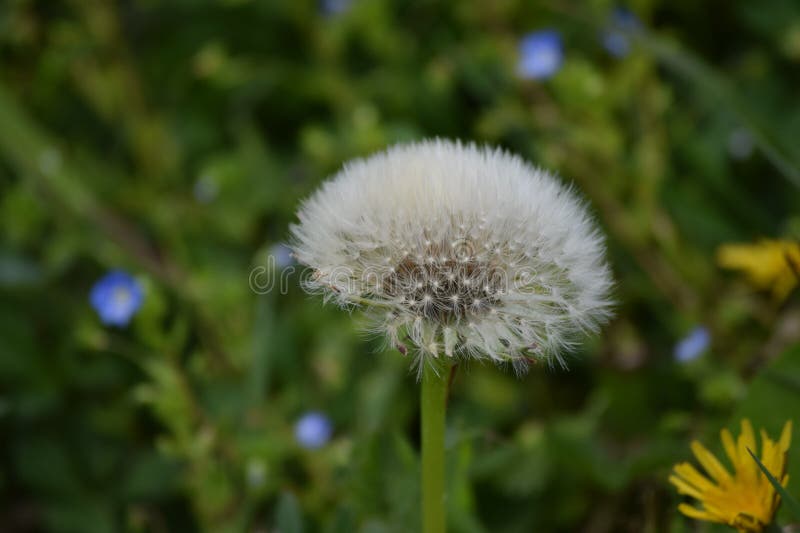 Seed Pods of the Small Hawkweed Stock Image - Image of hawkweed ...