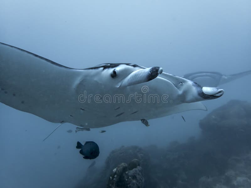 Fine Sulla Manta Pelagica Ray Face Underwater Immagine Stock - Immagine ...
