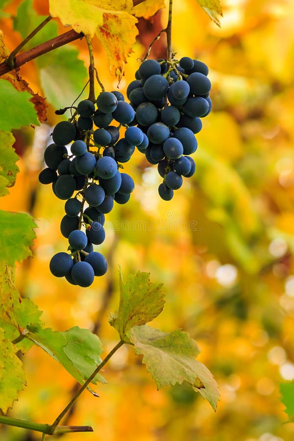 Fine Sweet Grapes on a Foliage Background Stock Image - Image of ...