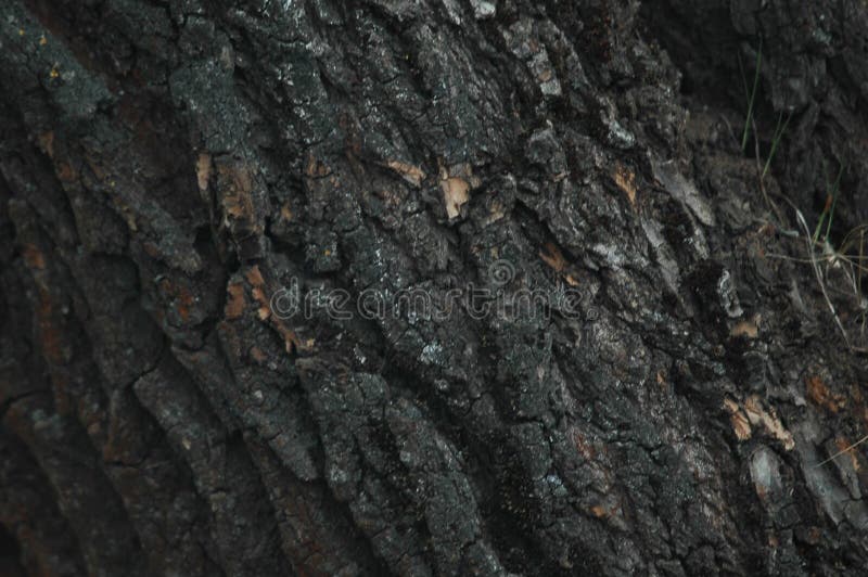 Fine Oak Tree Wood Texture Pattern Background. Exquisite Design Oak ...