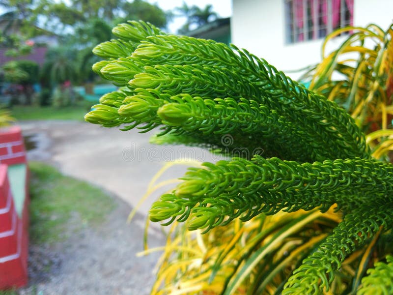 Fine Oak Tree Wood Texture Pattern Background. Exquisite Design Oak ...