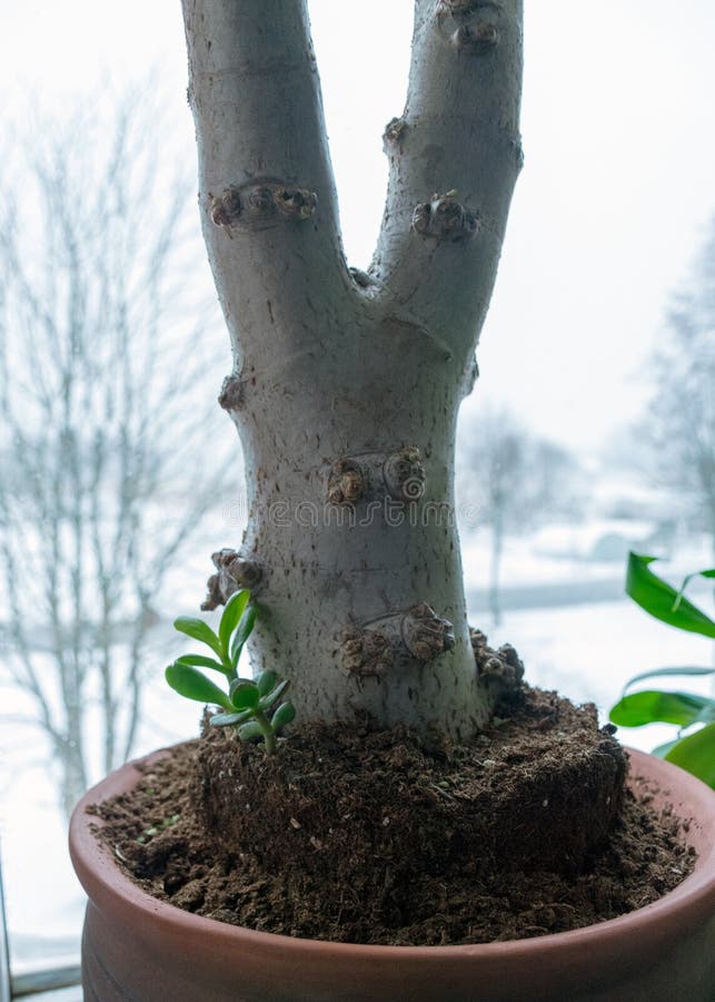Fine Oak Tree Wood Texture Pattern Background. Exquisite Design Oak ...