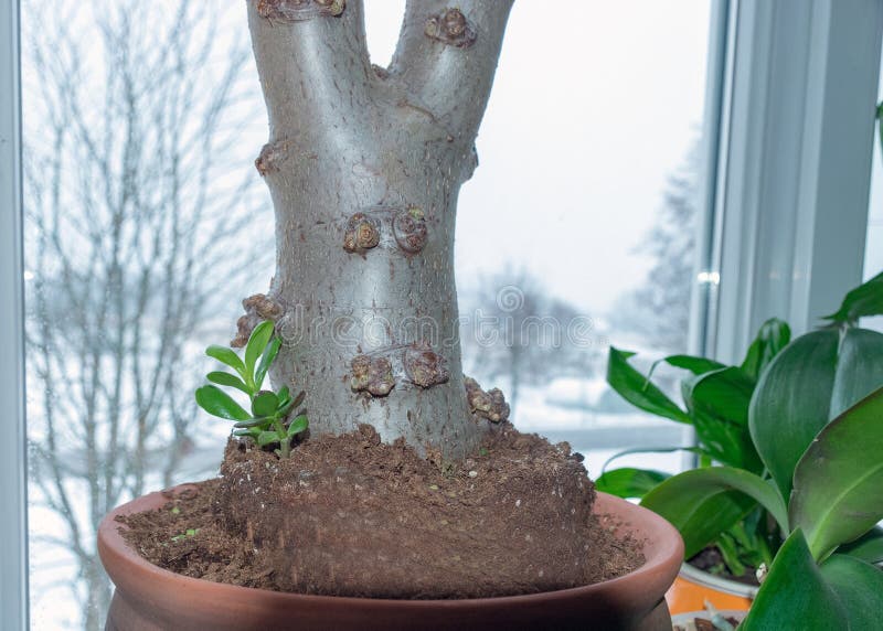 Fine Oak Tree Wood Texture Pattern Background. Exquisite Design Oak ...