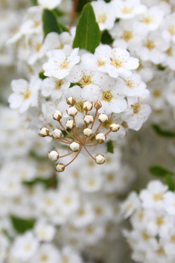 Fine white flowers stock image. Image of bright, petit - 22105281