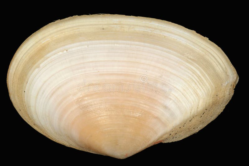 Fine White Shell On Black Backgroung Stock Photo - Image of isolated ...