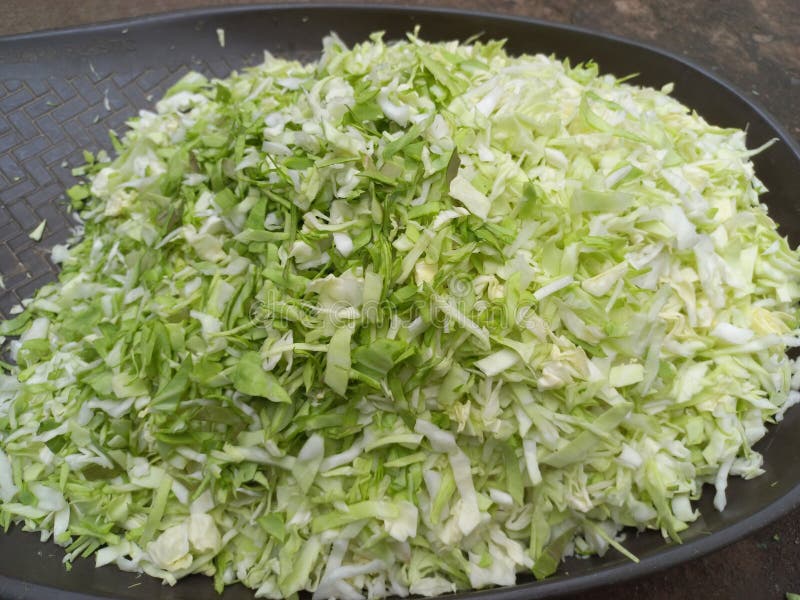 Finely Chopped Cabbage Vegetable on a Plastic Container Stock Image ...