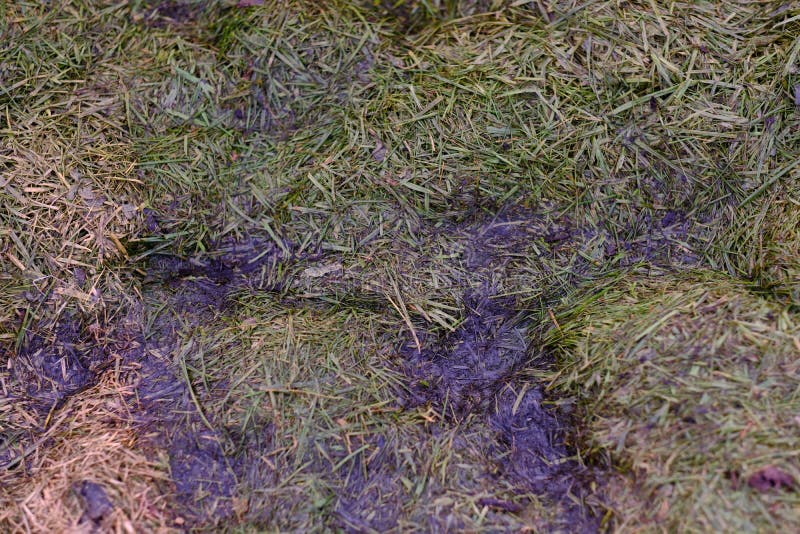 Finely Chopped Grass Stems in a Moist Compost Pit Stock Photo - Image ...