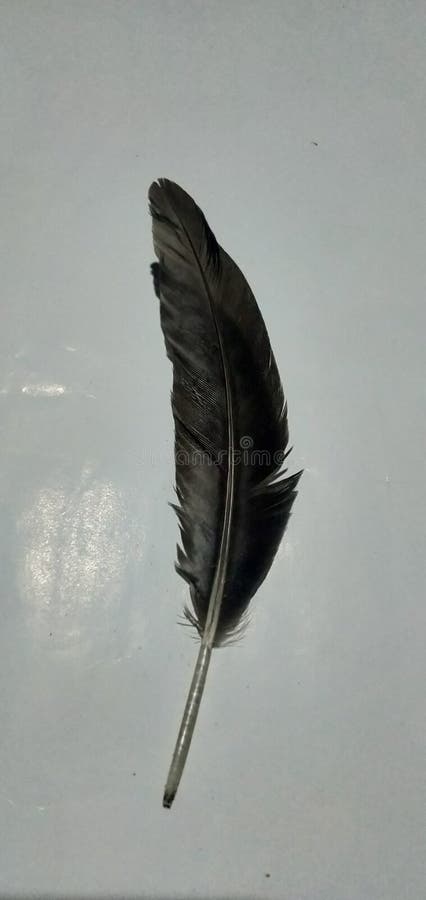 Finest Fine Black Fowl Feathers Stock Photo - Image of black, fine ...