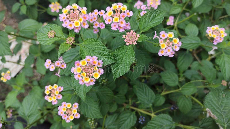 The Finest Purple Lantana Flowers Stock Image - Image of shrub, finest ...