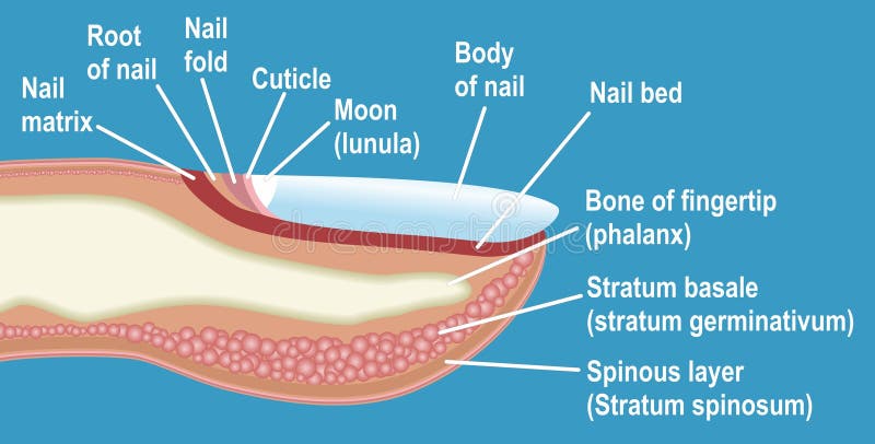 Finger Anatomy in Profile. Vector Illustration. Stock Vector ...