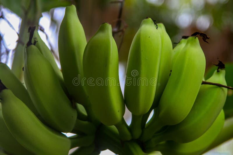 Finger banana on the tree stock photo. Image of black - 156429122
