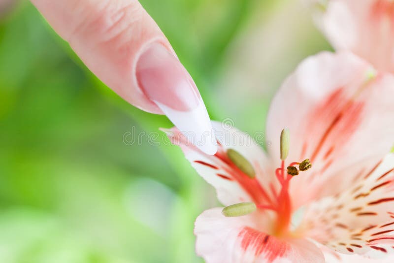 Finger with Beautiful Manicure Touch a Flower Stock Photo - Image of ...