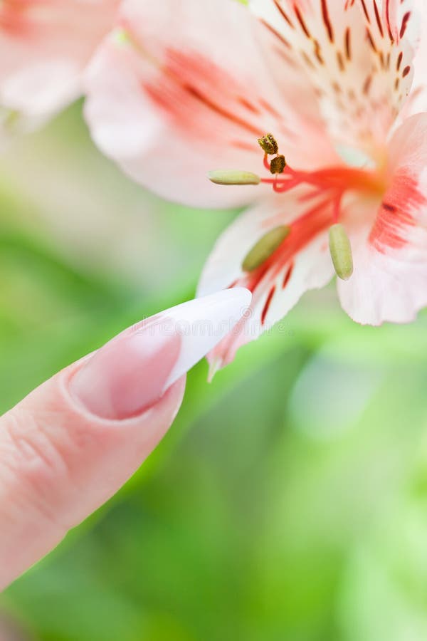 Finger with Beautiful Manicure Touch a Flower Stock Image - Image of ...