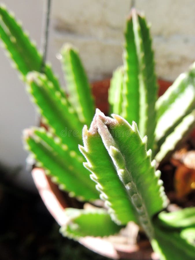 Finger Cactus stock photo. Image of garden, planta, maceta - 75347942