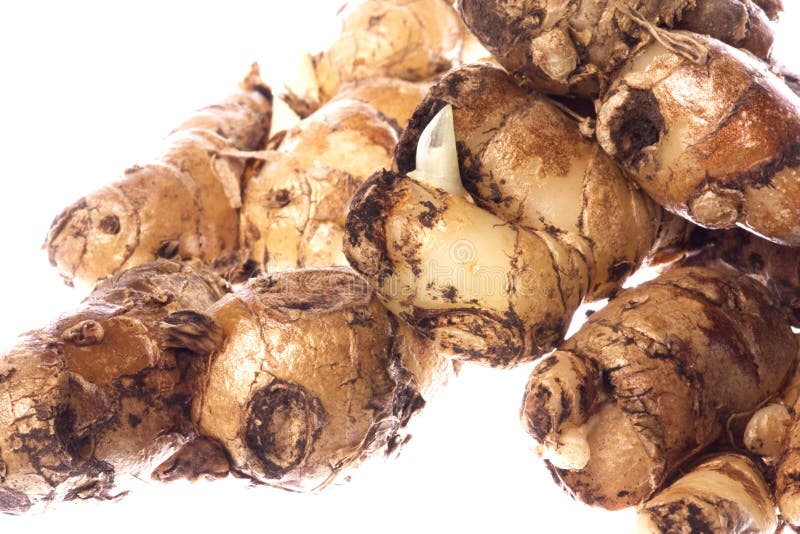 Finger (Cekor) Root Macro Isolated Stock Image - Image of food, fresh ...