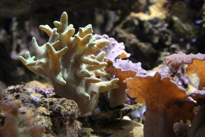 Finger Coral Reef on the Beach in Orange Color Stock Image - Image of ...