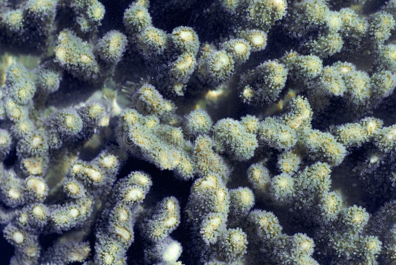 Finger coral polyps stock image. Image of polyps, marine - 22990589
