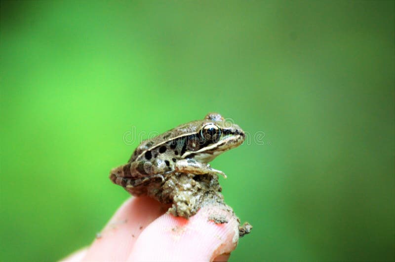 Finger frog stock image. Image of sitting, finger, small - 121763233