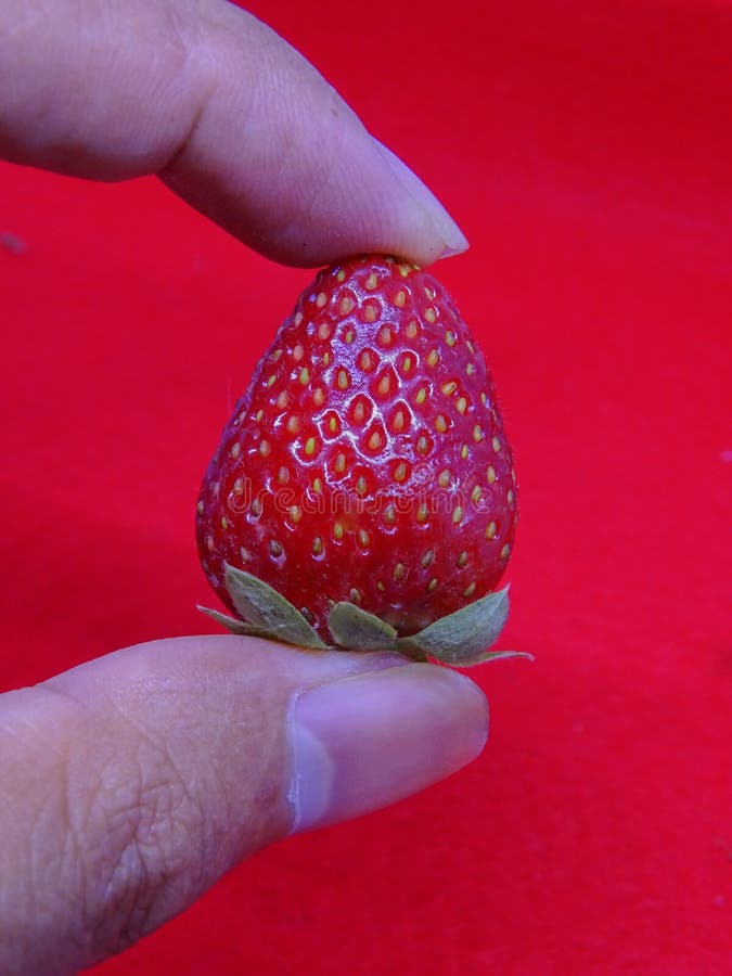 Finger Holding Strawberries Stock Photo - Image of produce, dessert ...