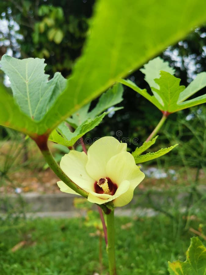 The Finger Lady Tree is Already Bearing Fruit Stock Image - Image of ...