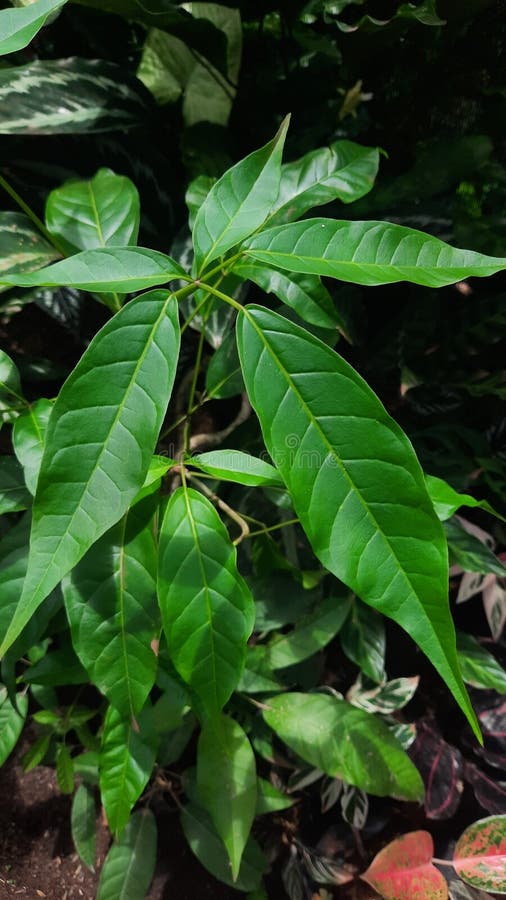 5 Finger Leaves Which are Very Green in Color Stock Photo - Image of ...