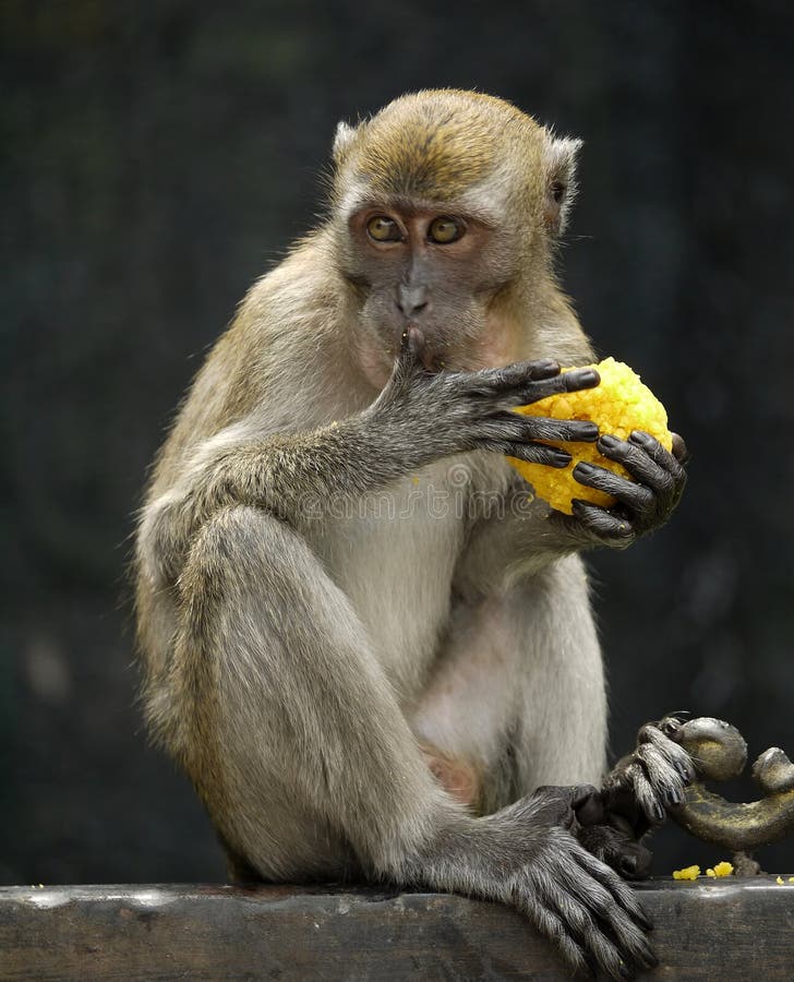 Finger Licking Good stock photo. Image of hunt, meal - 31028360