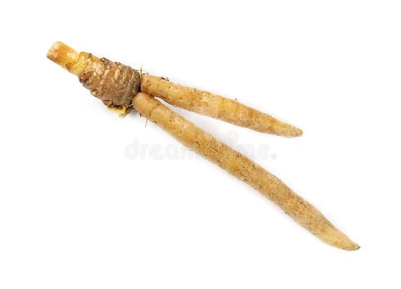 Finger Root or Chinese`s Ginger Isolated on the White Background Stock ...
