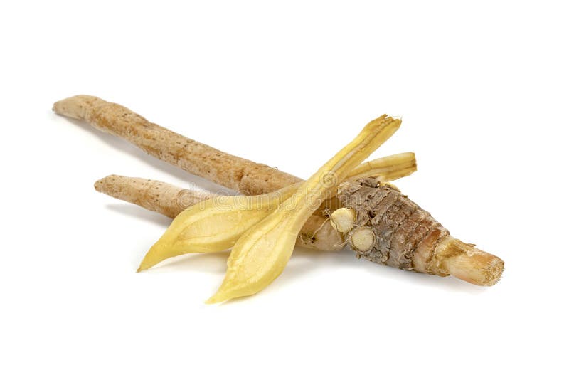 Finger Root or Chinese`s Ginger Isolated on the White Background Stock ...