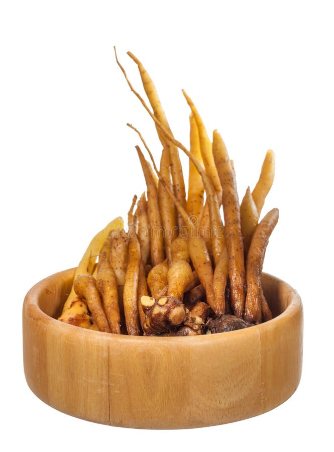 Finger Root stock image. Image of plant, boesenbergia - 100316213