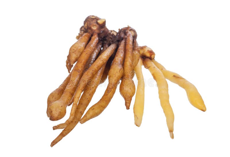 Finger Root stock photo. Image of plant, boesenbergia - 100316358