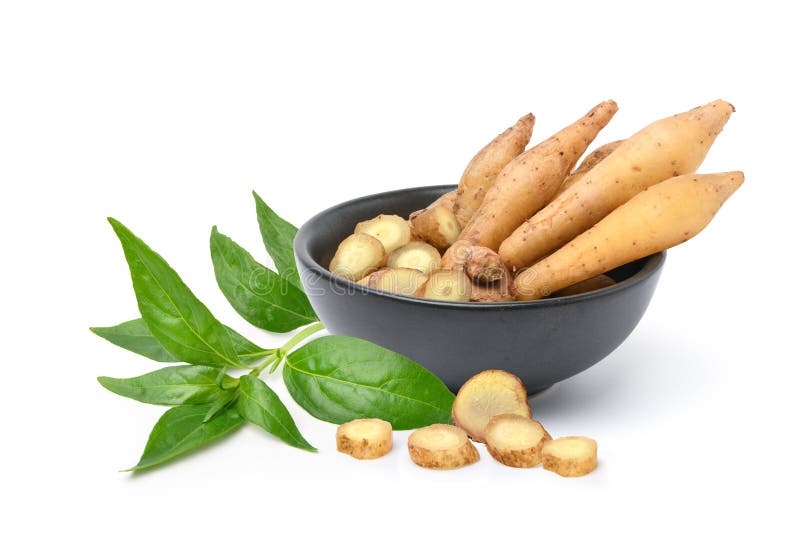 Finger Root with Fresh Andrographis Paniculata Leaf Stock Photo - Image ...