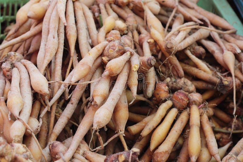 Finger Root and Ginger in the Market. Stock Image - Image of ginger ...