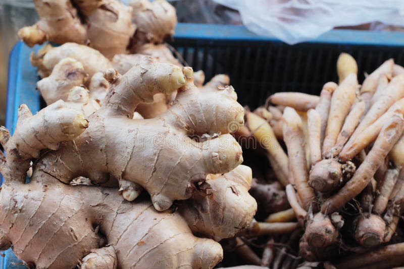 Finger Root and Ginger in the Market. Stock Photo - Image of brown ...