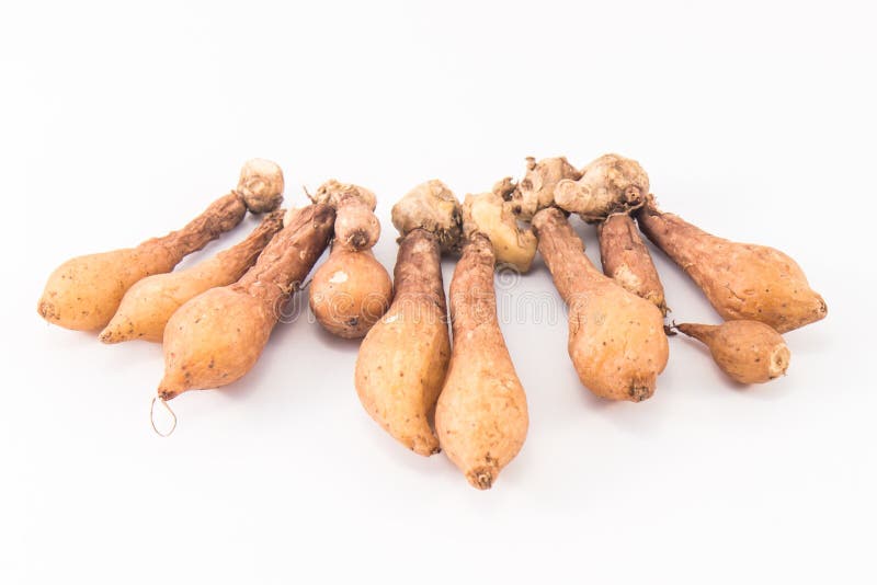 Finger root plants stock image. Image of yellow, ingredient - 96300039