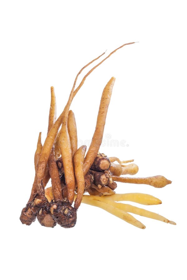 Finger Root stock photo. Image of herb, spice, root - 100316244
