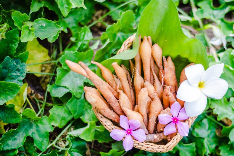 Finger Root Krachai Thai Herb Stock Image - Image of vegetable, healthy ...
