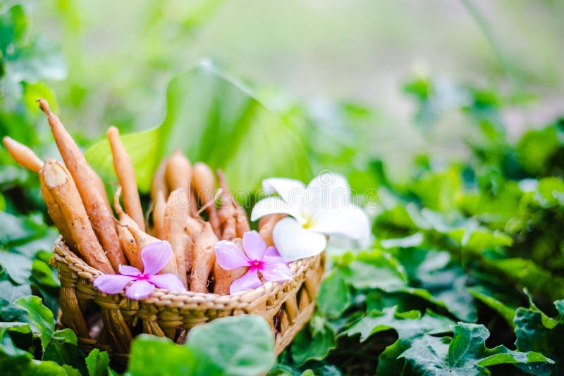 Finger Root Krachai Thai Herb Stock Image - Image of medicinal ...