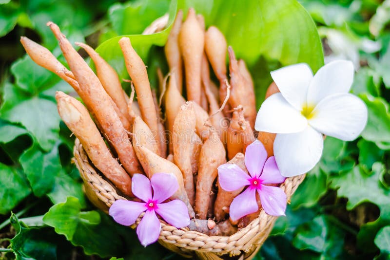 Finger Root Krachai Thai Herb Stock Photo - Image of nature, head ...