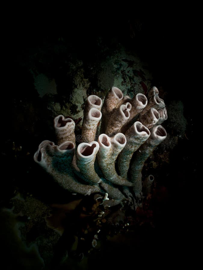 Finger Sponge Picture. Image: 25301317