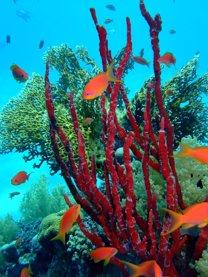 Sea Slug eating red sponge stock photo. Image of fiji - 6480730