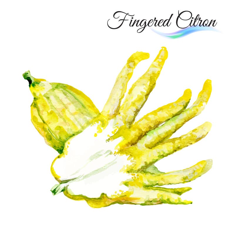 Fingered Citron , Citrus Medica , or Buddha S Hand - Exotic Fruit Stock ...