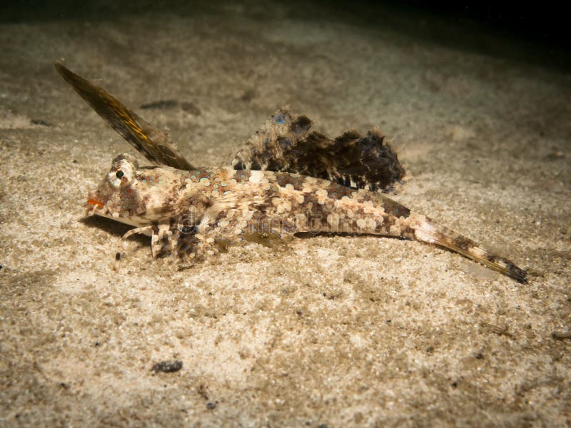 Fingered Dragonet - Dactylopus Dactylopus Stock Photo - Image of ...