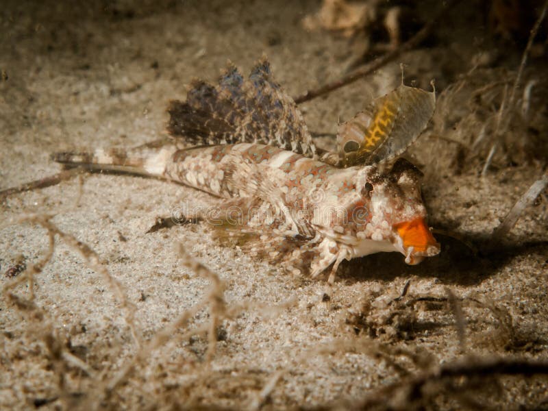 Fingered Dragonet - Dactylopus Dactylopus Stock Image - Image of ...