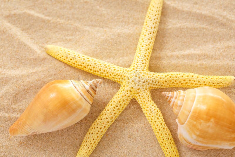 Fingerfish and Seashells in Sand Stock Photo - Image of mussel, ecology ...