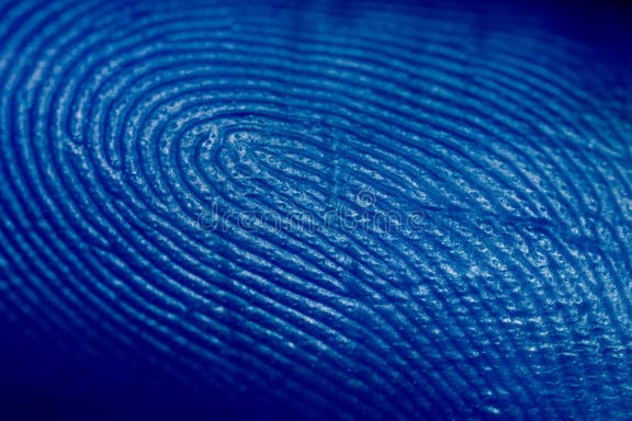 Fingerprint stock image. Image of biometric, print, blue - 12281229