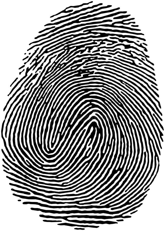 Fingerprint (18) stock vector. Illustration of bifurcation - 361988